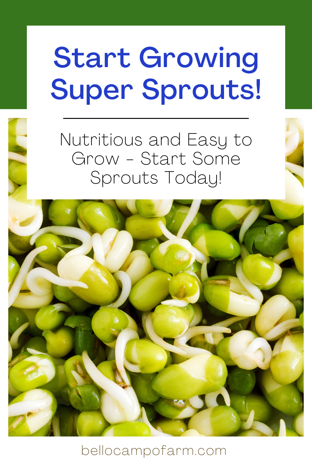 How to Grow Super Sprouts! - Bello Campo Farm