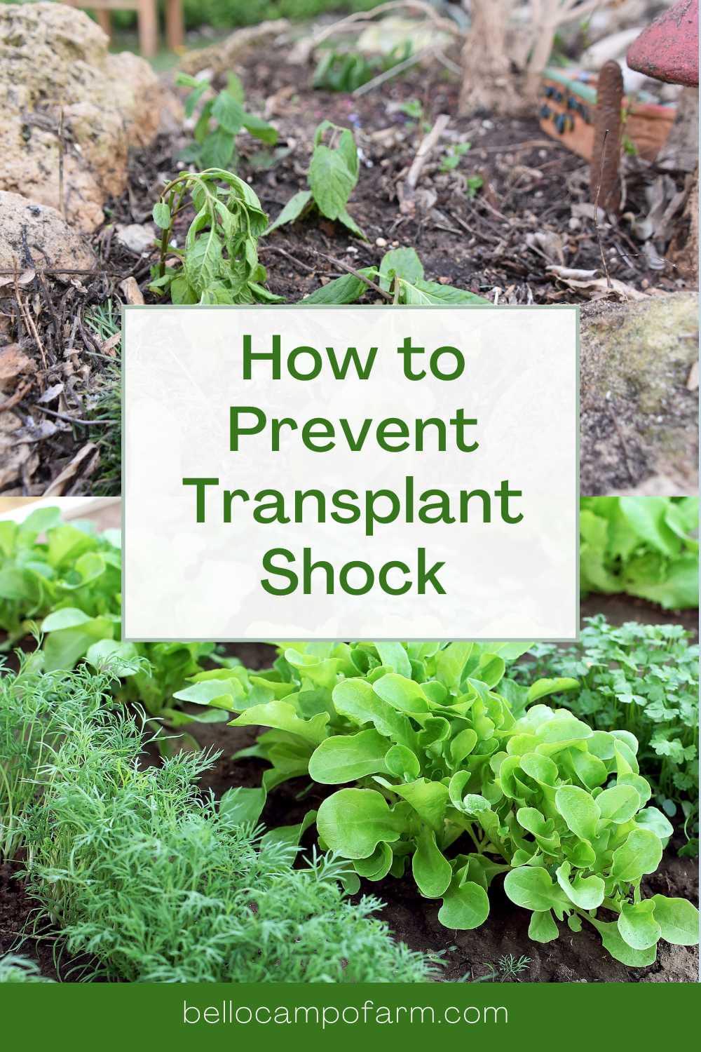 How to Prevent Transplant Shock - Bello Campo Farm